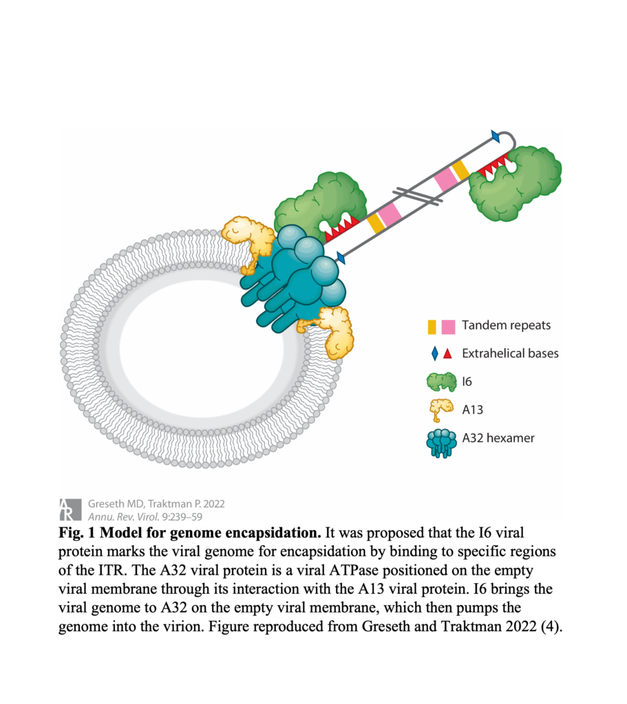 Exploring Poxvirus Genome Packaging using CRISPR-Cas Systems - The ...