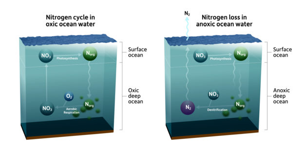 Tiny microenvironments hold clues to ocean nitrogen cycle