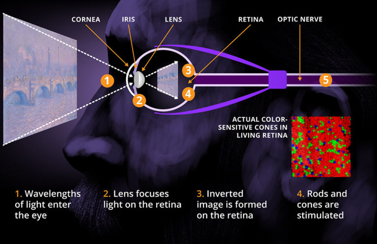 The science of seeing art and color