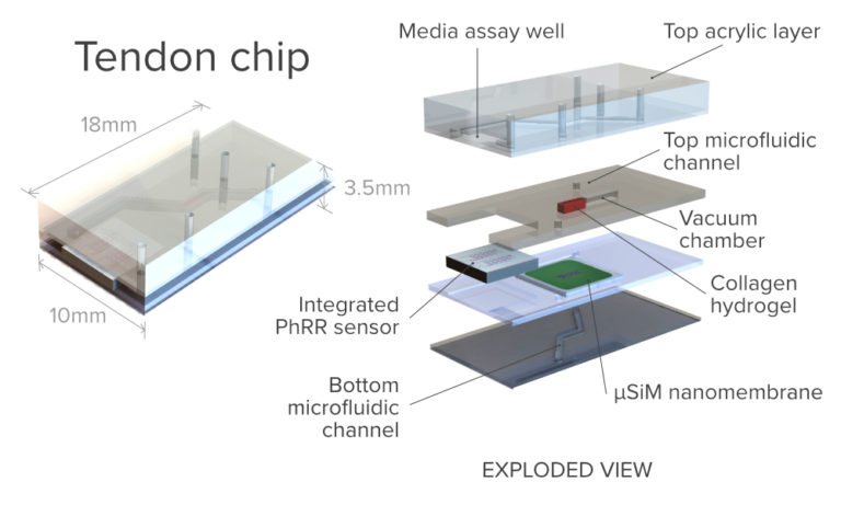 ‘Organ on a chip’ is the wave of the future