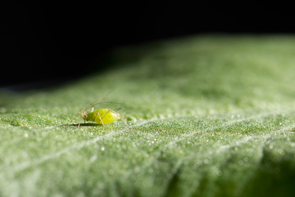 Grant helps biologist study ‘complex interplay’ of nature and nurture ...