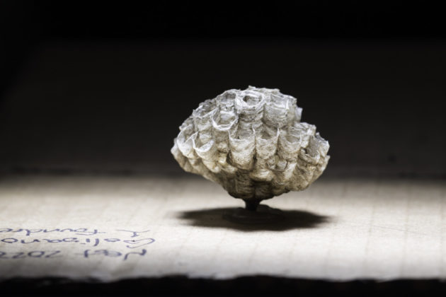 Paper wasp parasites turn hosts into long-lived ‘zombies’