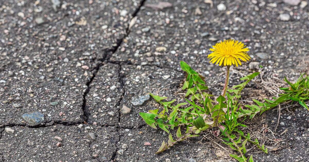 When the going gets tough: What you need to know about resilience
